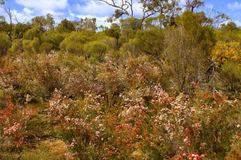Wildflowers of the Wimmera Mallee and where to find them - Visit ...
