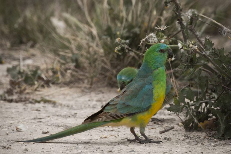 Birdwatching for Beginners: A Wimmera Mallee Adventure - Visit Wimmera ...